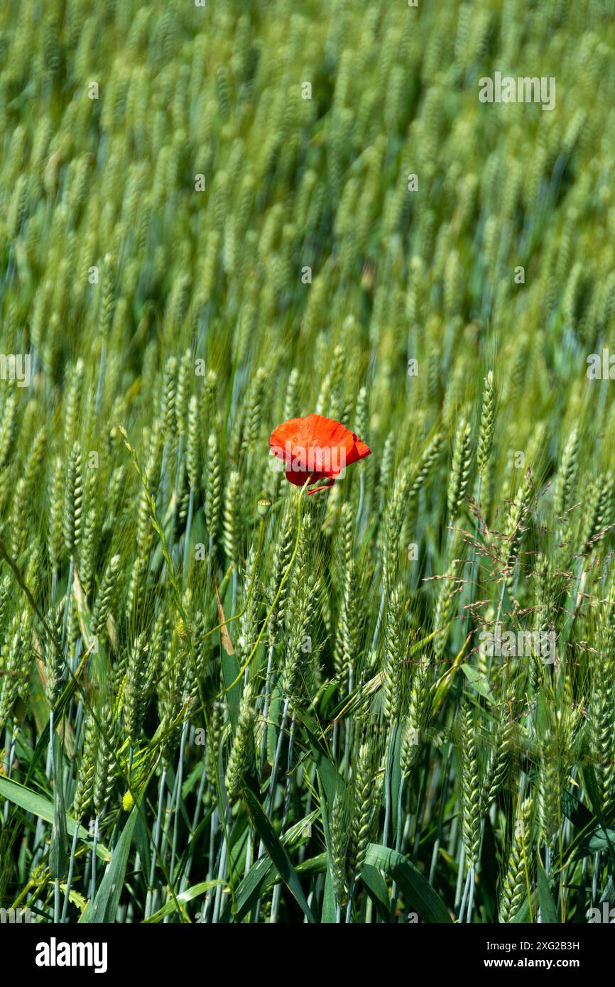 Red poppy in a wheat field. Auvergne. France Stock Photo - Alamy