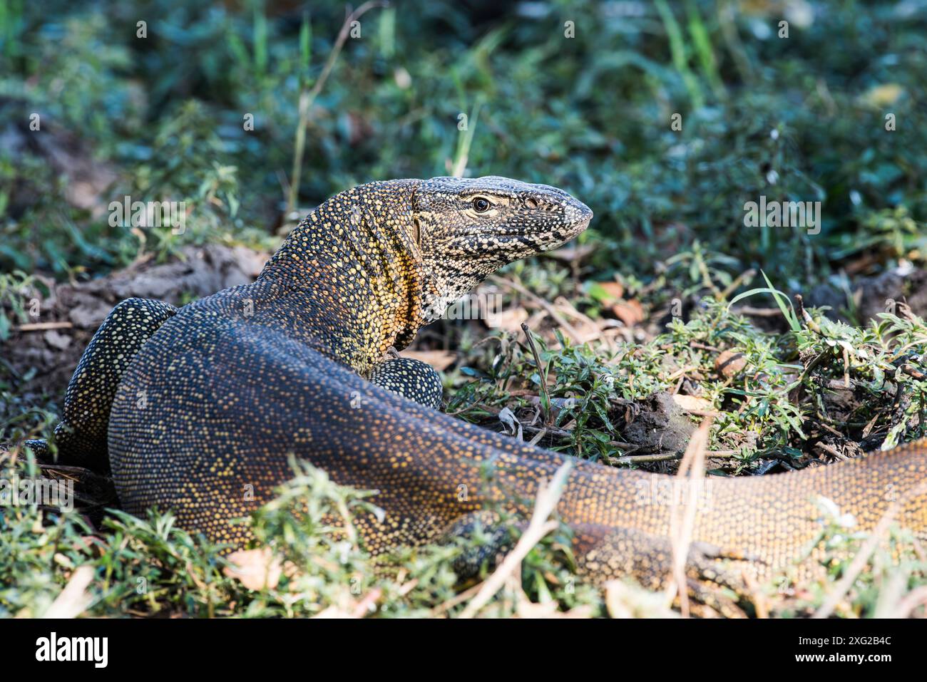 Rock Monitor Lizard in South Africa Stock Photo - Alamy