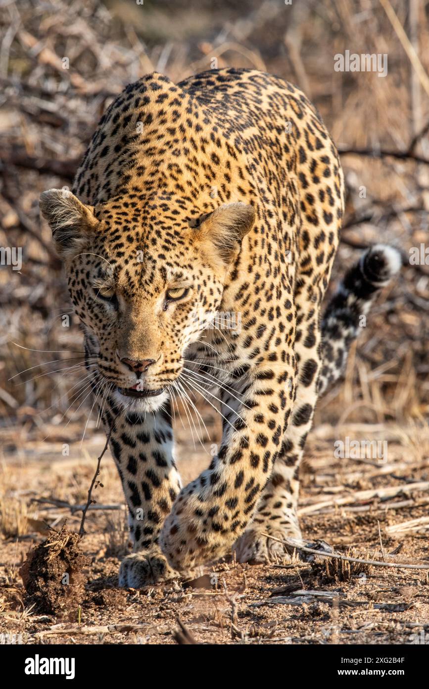 Leopard stalking in South Africa Stock Photo - Alamy