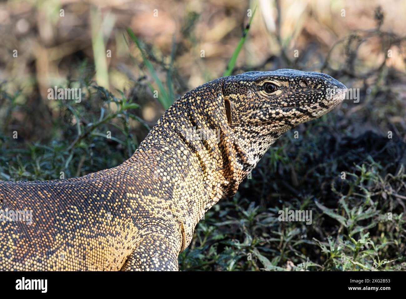 Rock Monitor Lizard in South Africa Stock Photo - Alamy