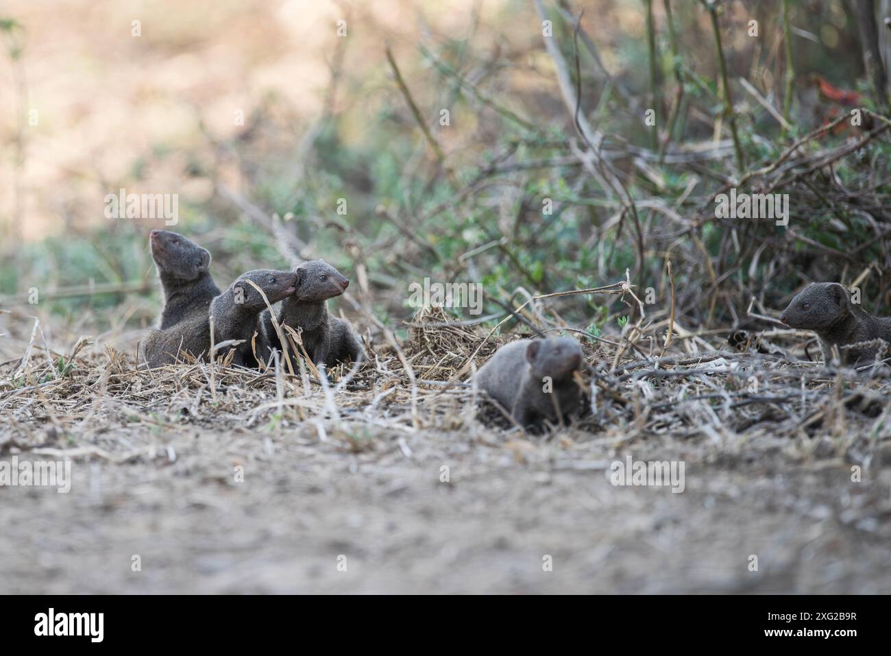 Band of Common Dwarf Mongoose grooming in South Africa Stock Photo - Alamy