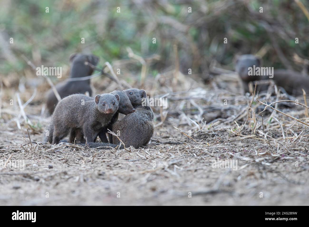 Common Dwarf Mongoose Stock Photo - Alamy
