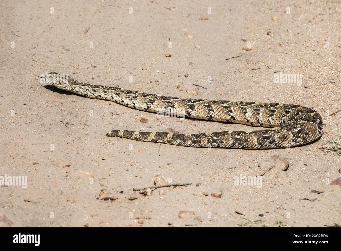 Puff Adder crosses dirt track in Zimbabwe Stock Photo - Alamy