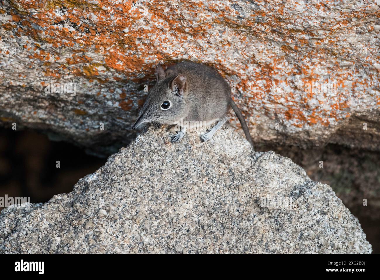 Elephant Shrew at Bulawayo in Zimbabwe Stock Photo - Alamy