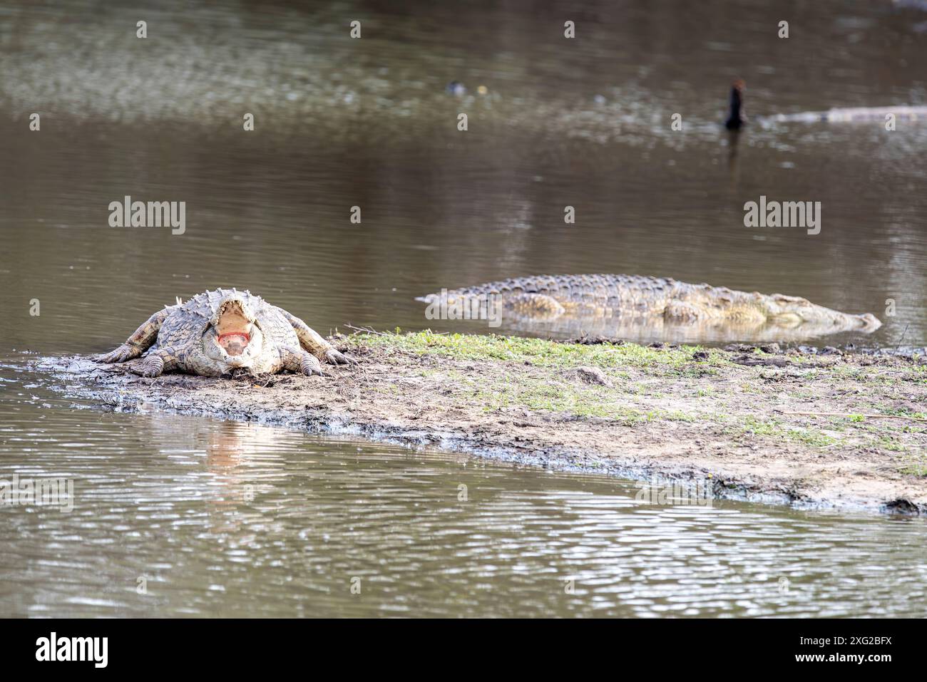 Crocodylidae hi-res stock photography and images - Alamy