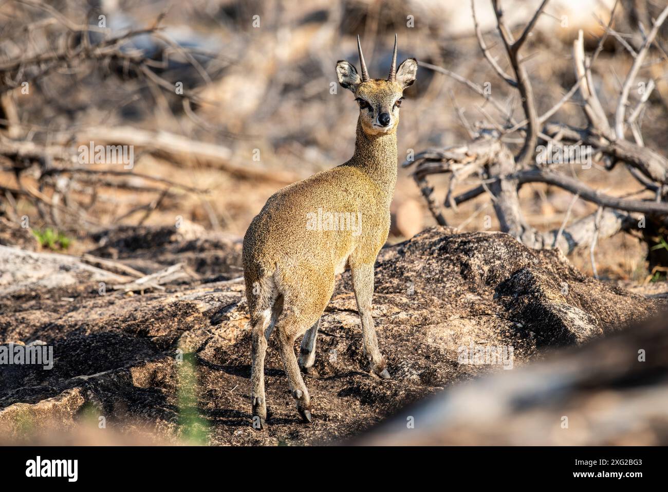 Klipspringer wildlife hi-res stock photography and images - Alamy
