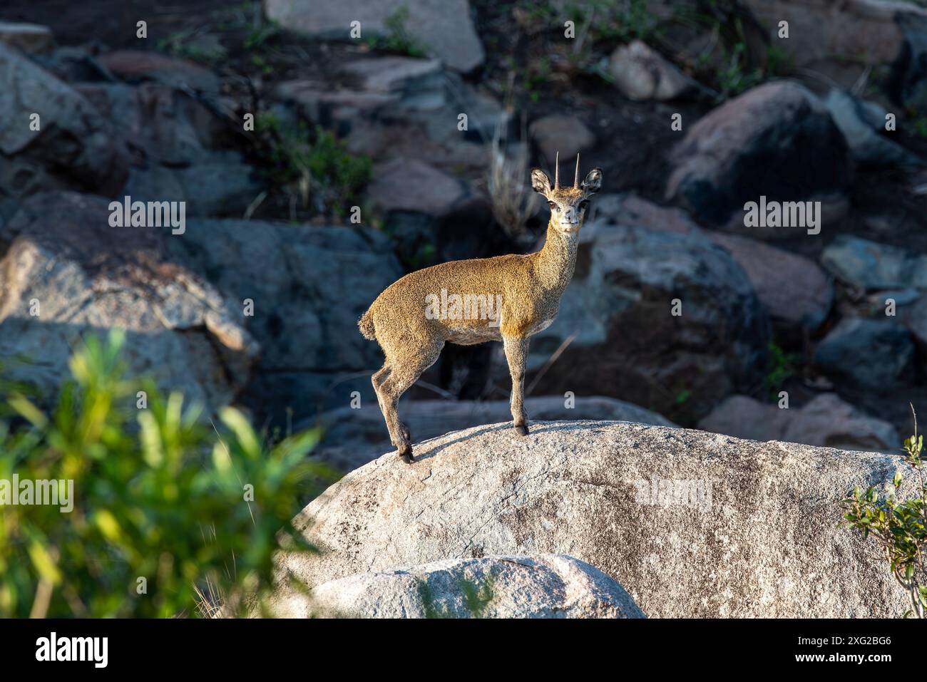 Klipspringer wildlife hi-res stock photography and images - Alamy