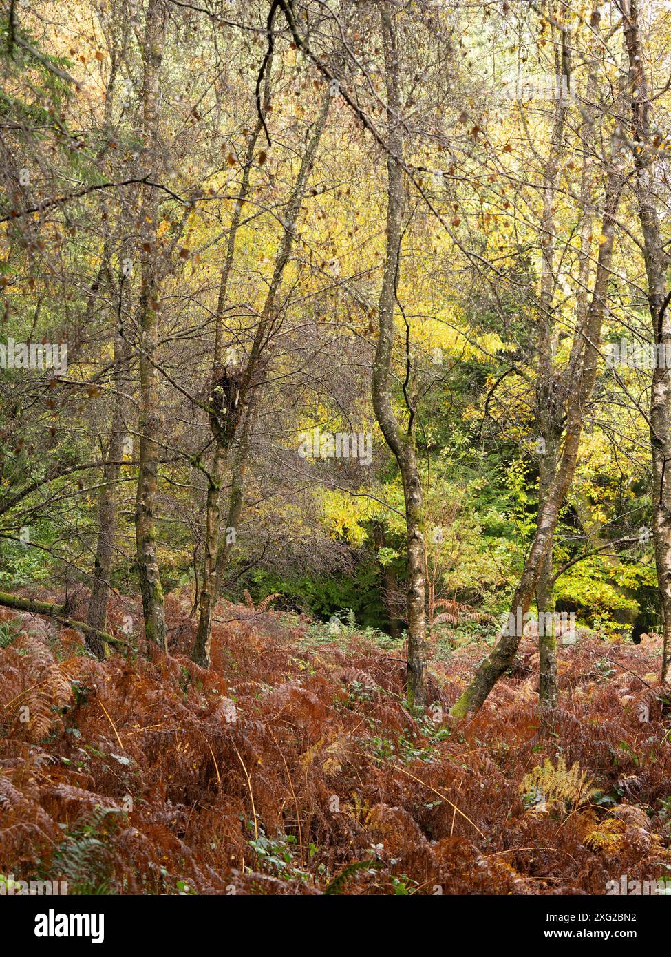 Mixed woodland at Mortimer Forest, Ludlow, Shropshire, UK Stock Photo ...
