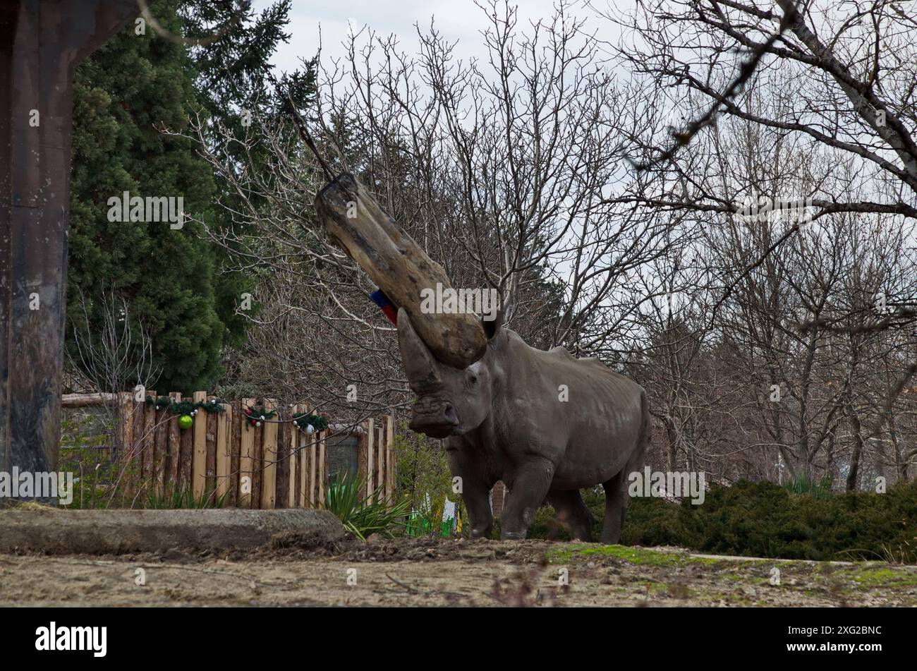 A white rhinoceros or Ceratotherium Simum having fun with a tree stump ...