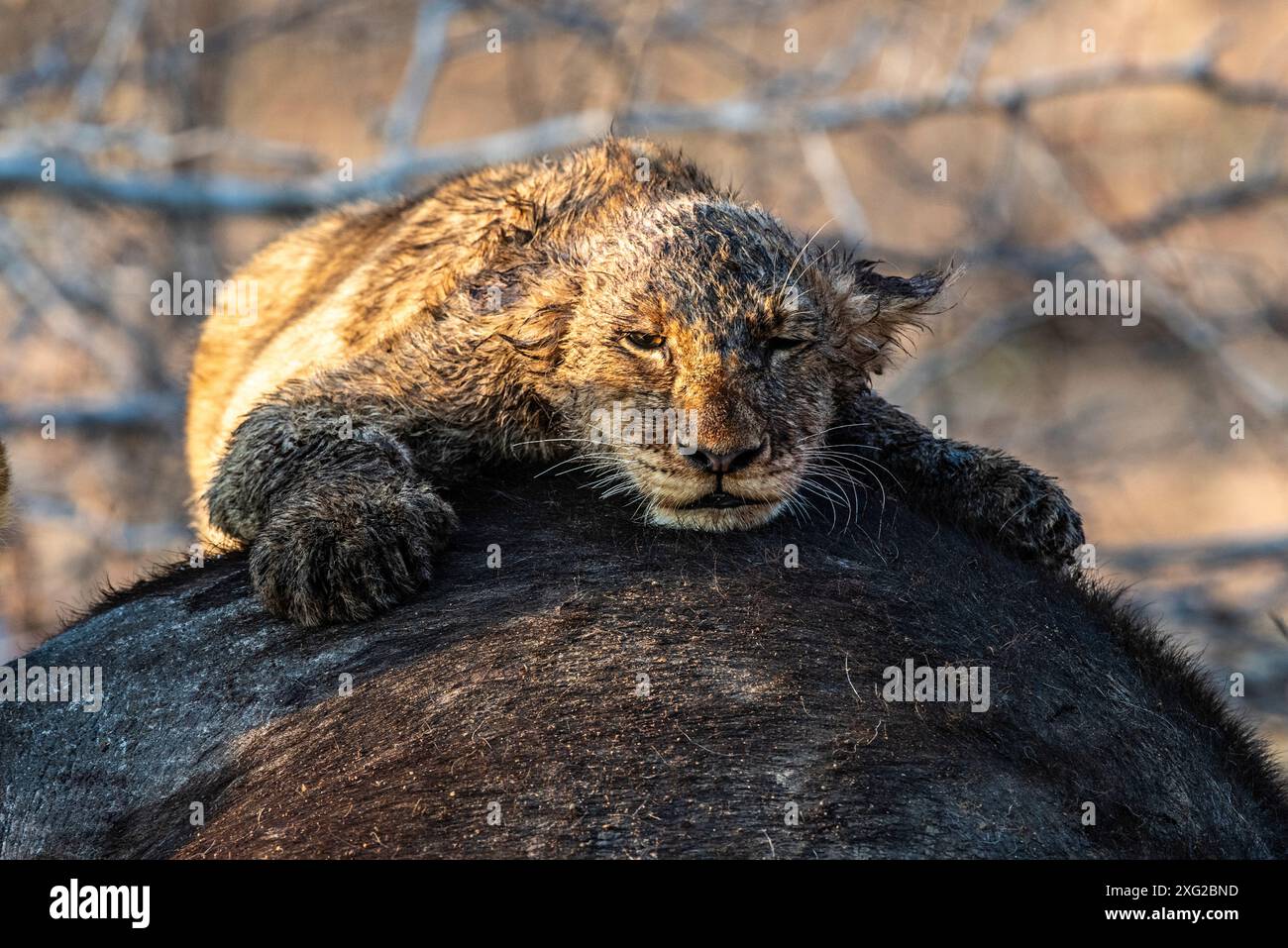 Buffalo cub cape buffalo cub hi-res stock photography and images - Alamy