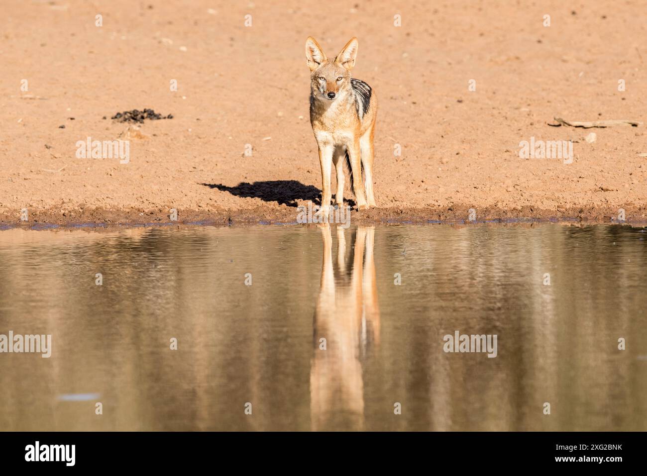 Africa black backed jackal hi-res stock photography and images - Alamy