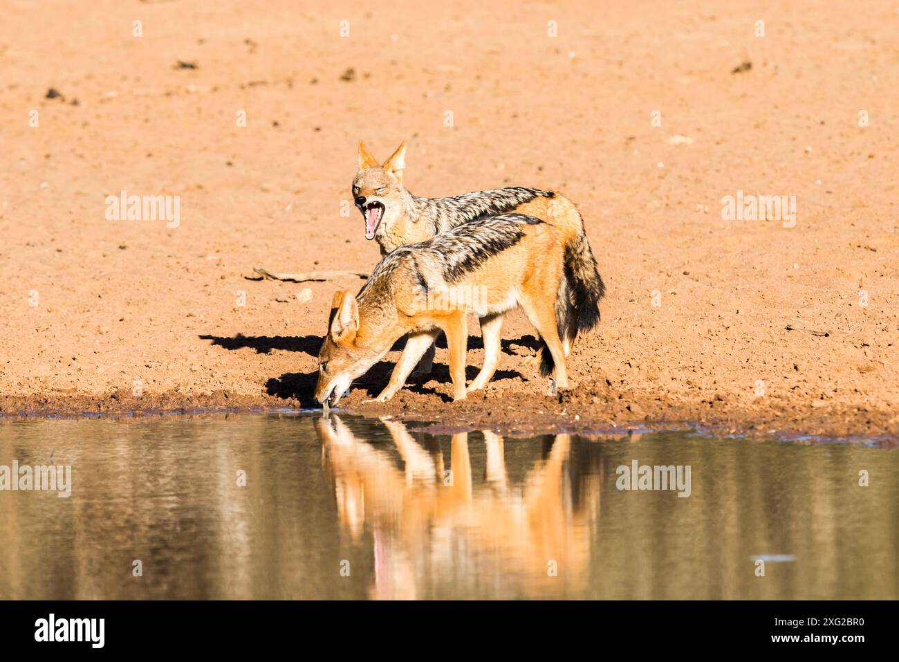 Two Black-Backed jackals drink at a waterhole in South Africa Stock ...
