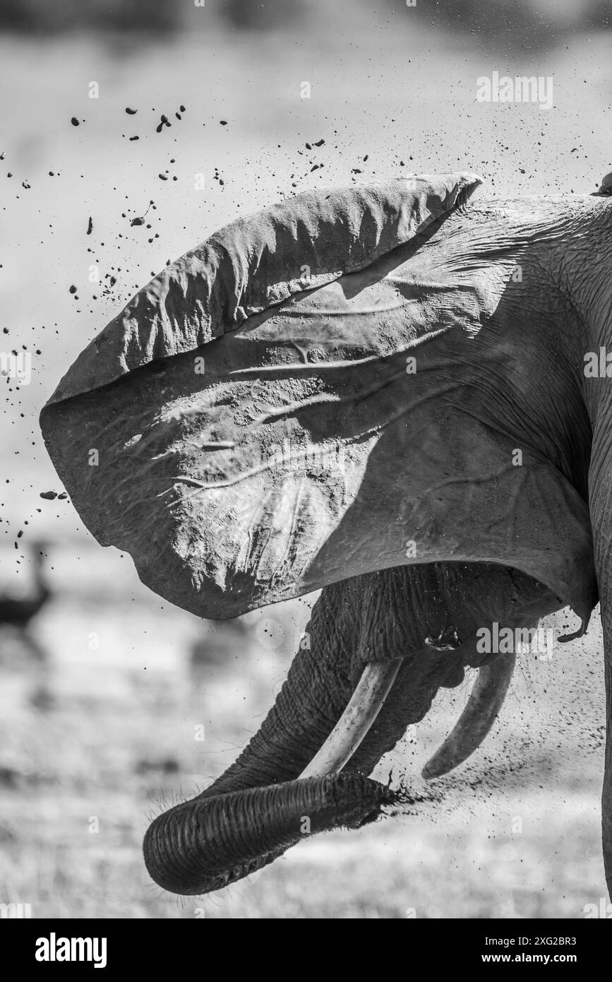 Elephant has mud bath in South Africa. Black and white Stock Photo - Alamy