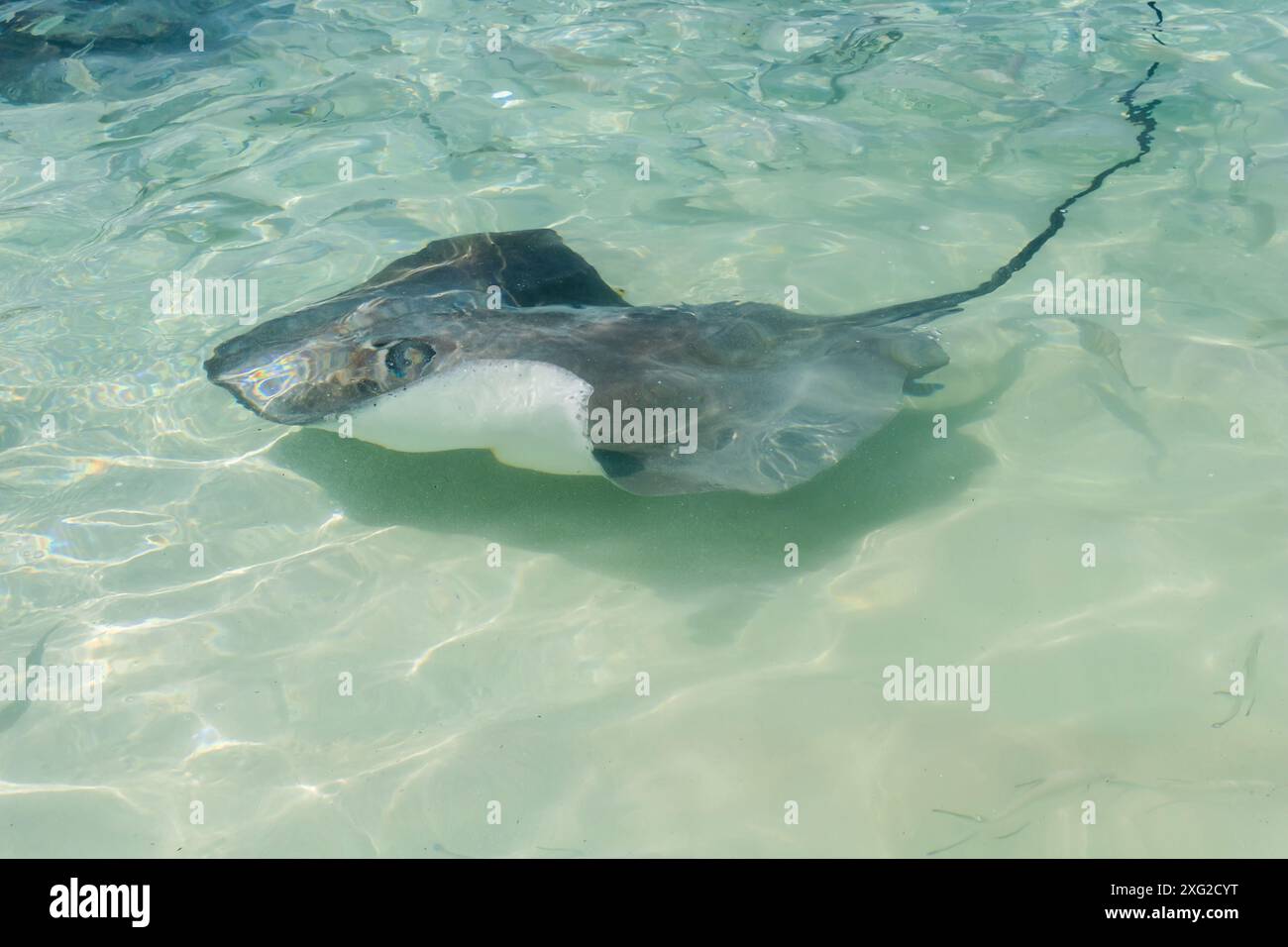 Pink whipray (Pateobatis fai) swimming in shallow waters in Maldives ...