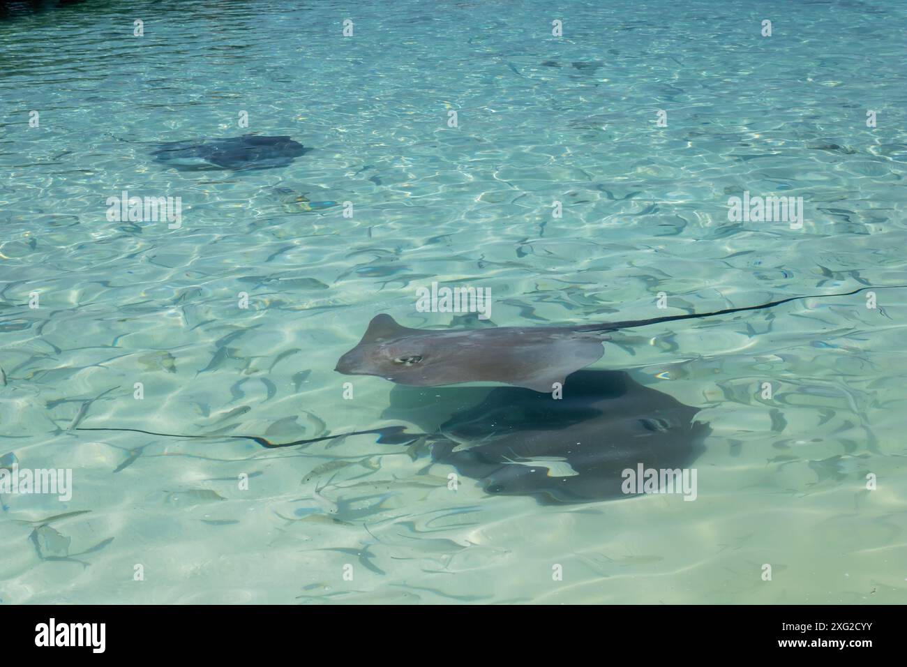 Pink whipray (Pateobatis fai) swimming in shallow waters in Maldives ...
