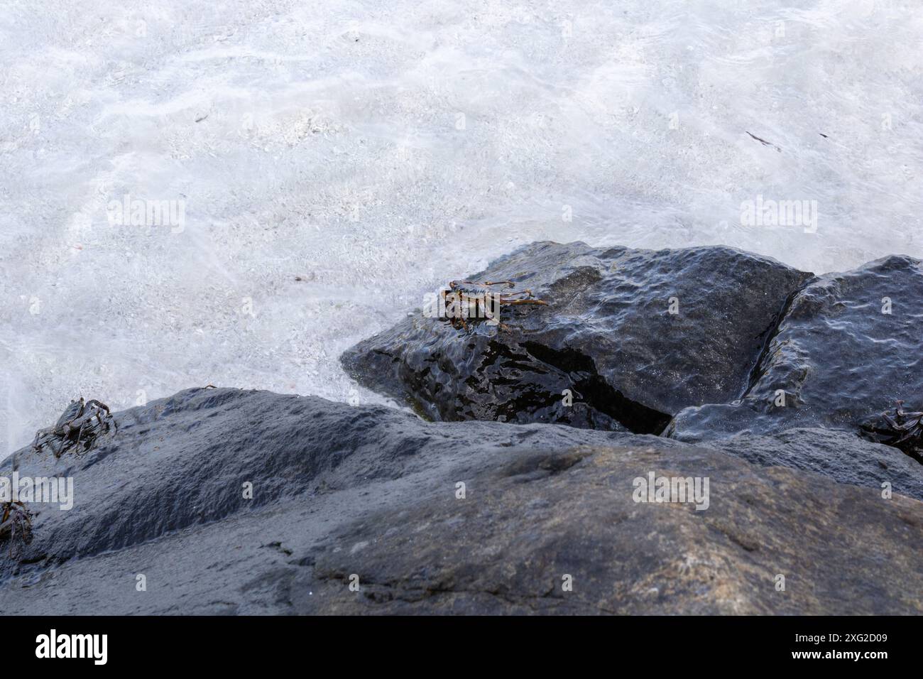 Swift species hi-res stock photography and images - Alamy