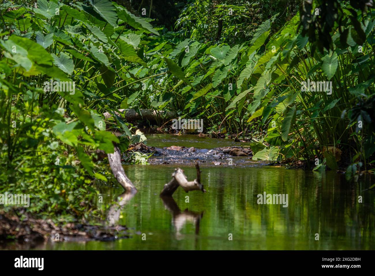 Stream in jungle hi-res stock photography and images - Alamy