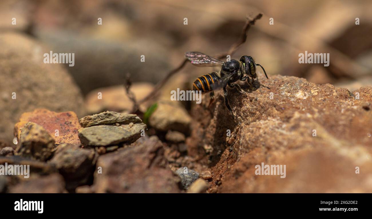 large honey bee Stock Photo - Alamy