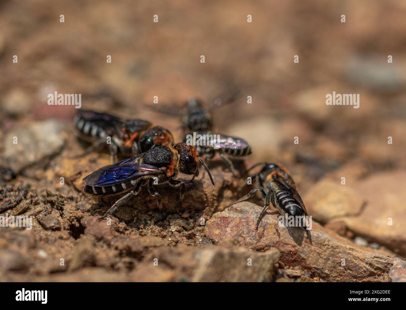 Large bee image hi-res stock photography and images - Alamy