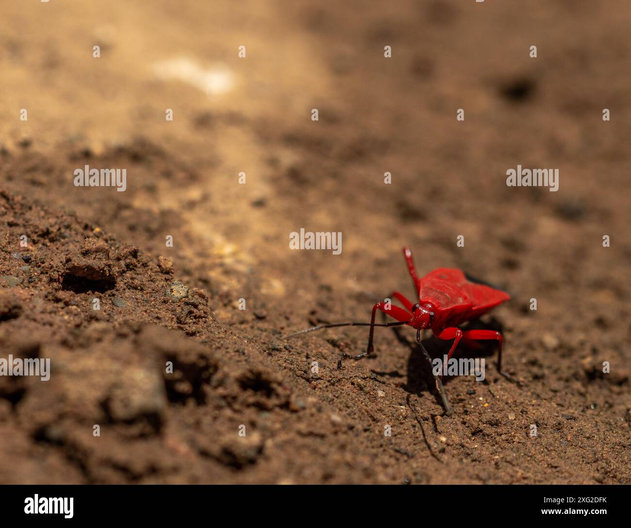 shield bug, wat krang campsite Stock Photo - Alamy