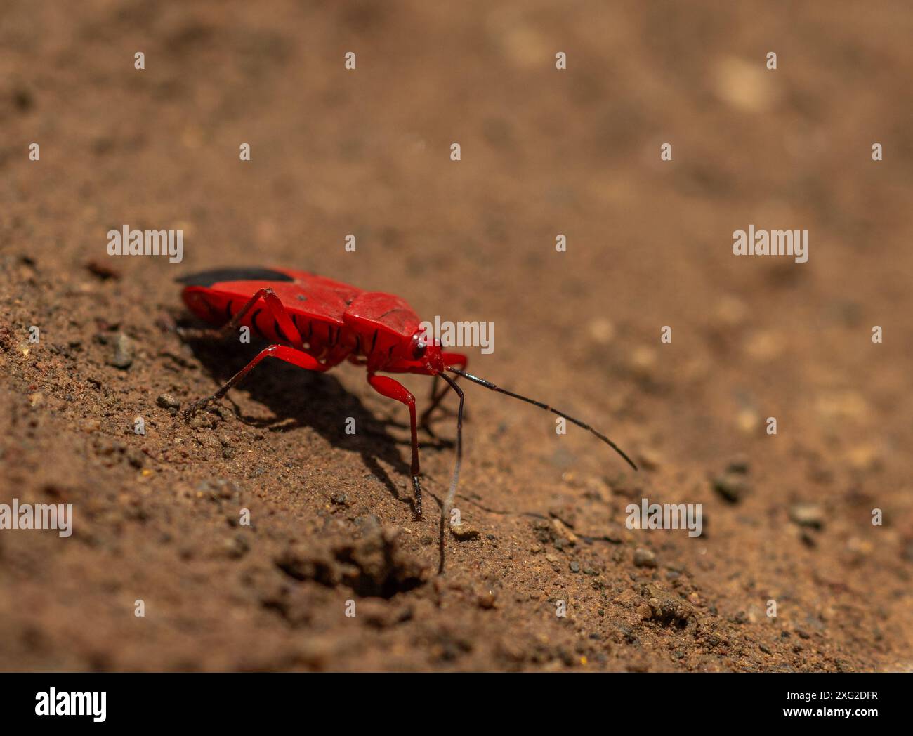 shield bug, wat krang campsite Stock Photo - Alamy