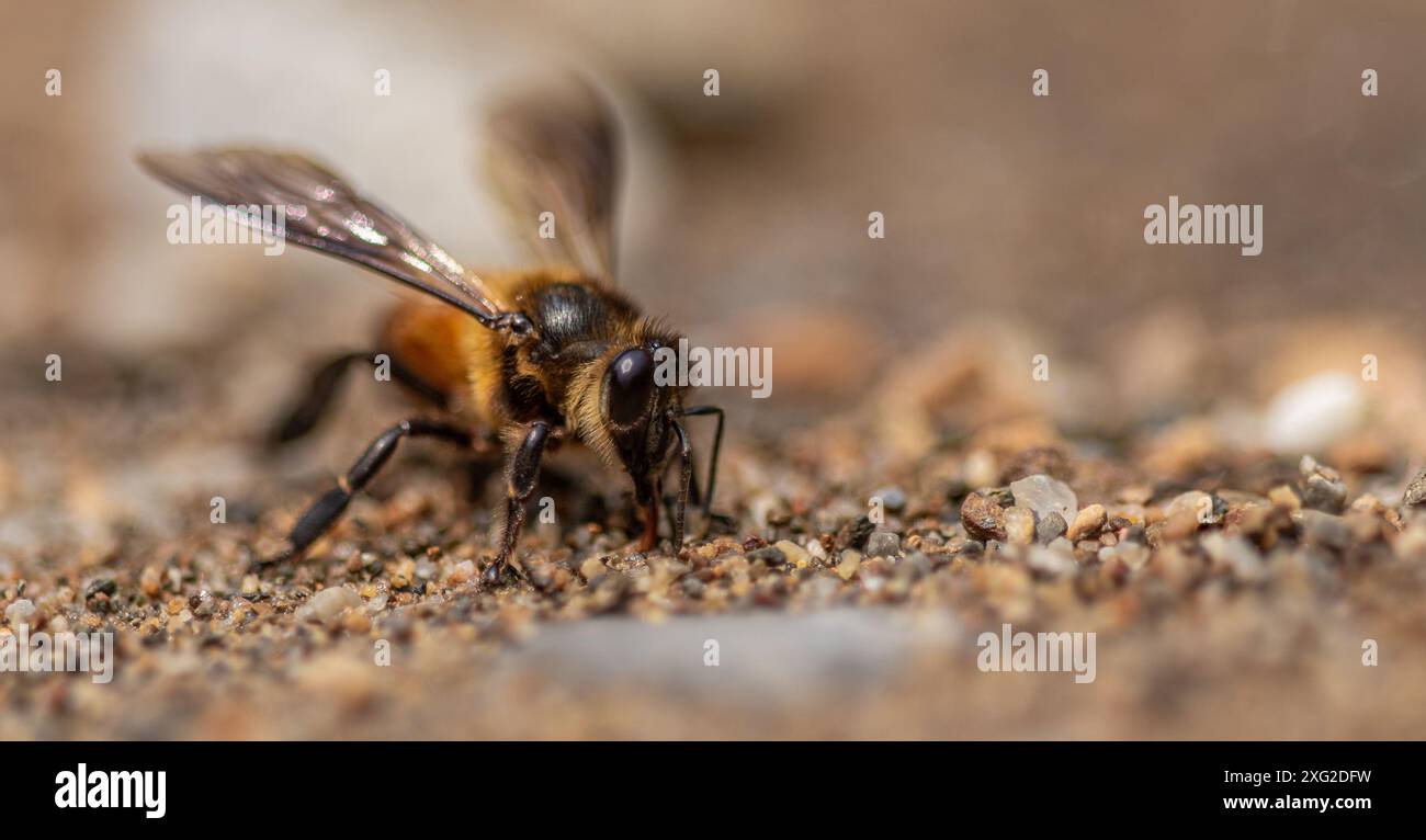 The giant honey bee, apis dorsata Stock Photo - Alamy