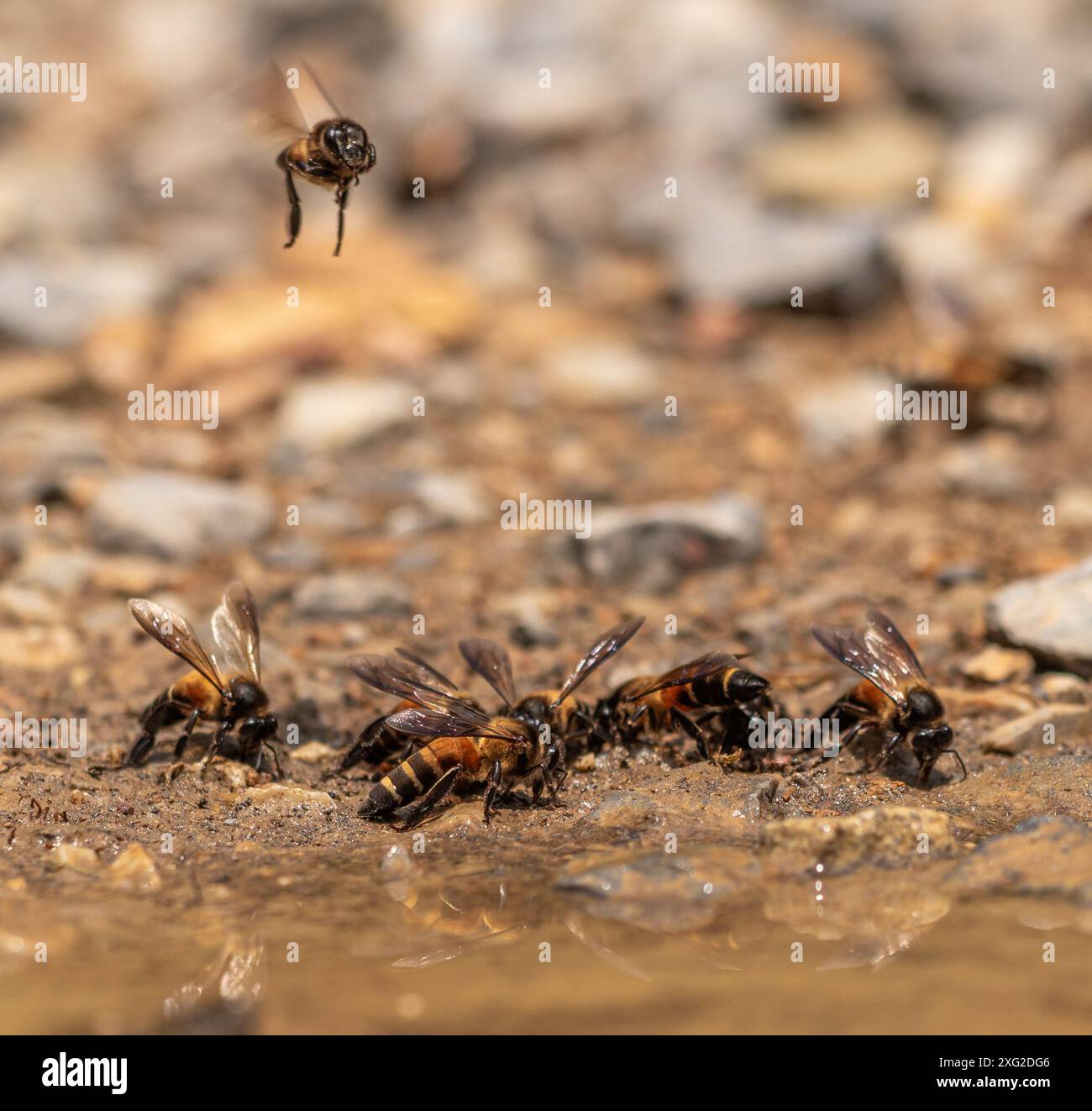 The giant honey bee, apis dorsata Stock Photo - Alamy