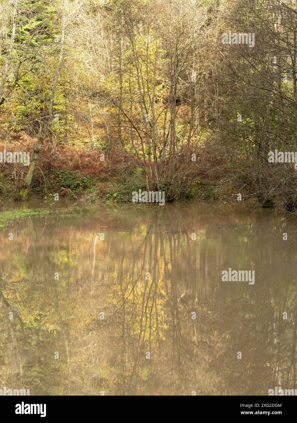 Mixed woodland at Mortimer Forest, Ludlow, Shropshire, UK Stock Photo ...