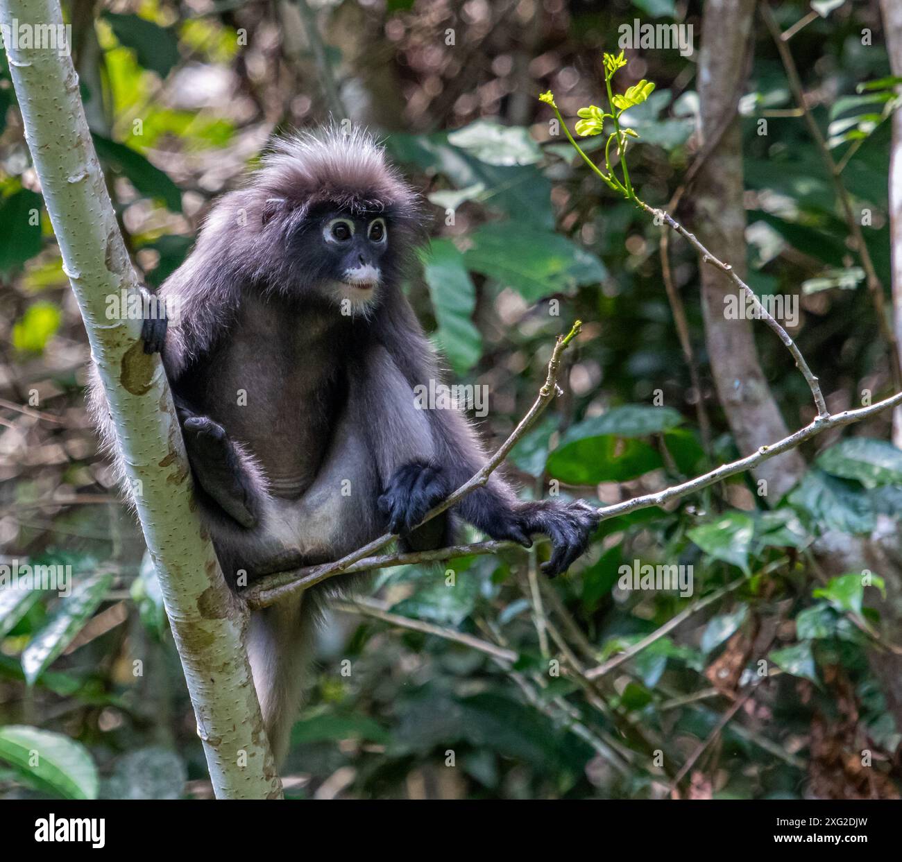 Gold monkey head hi-res stock photography and images - Alamy