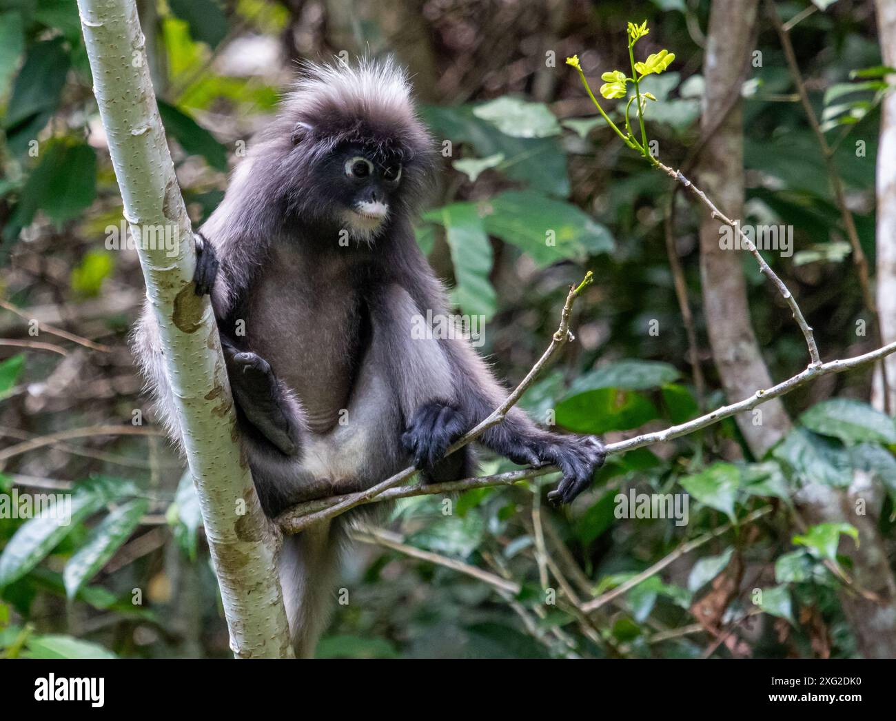 Tree golden monkey family hi-res stock photography and images - Alamy