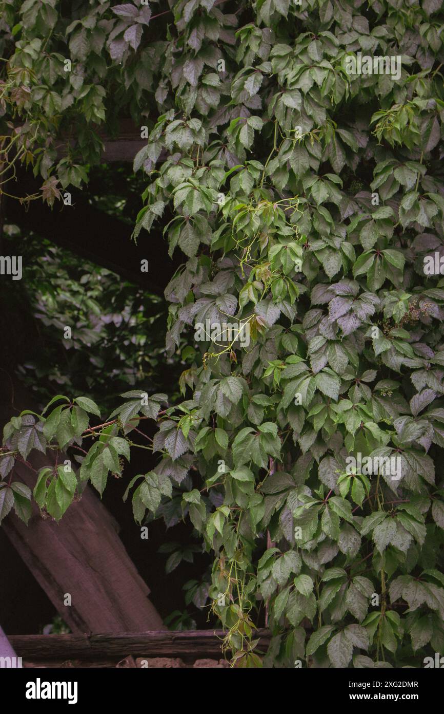 Green ivy on old wooden wall. Ivy foliage background. Abandoned ...