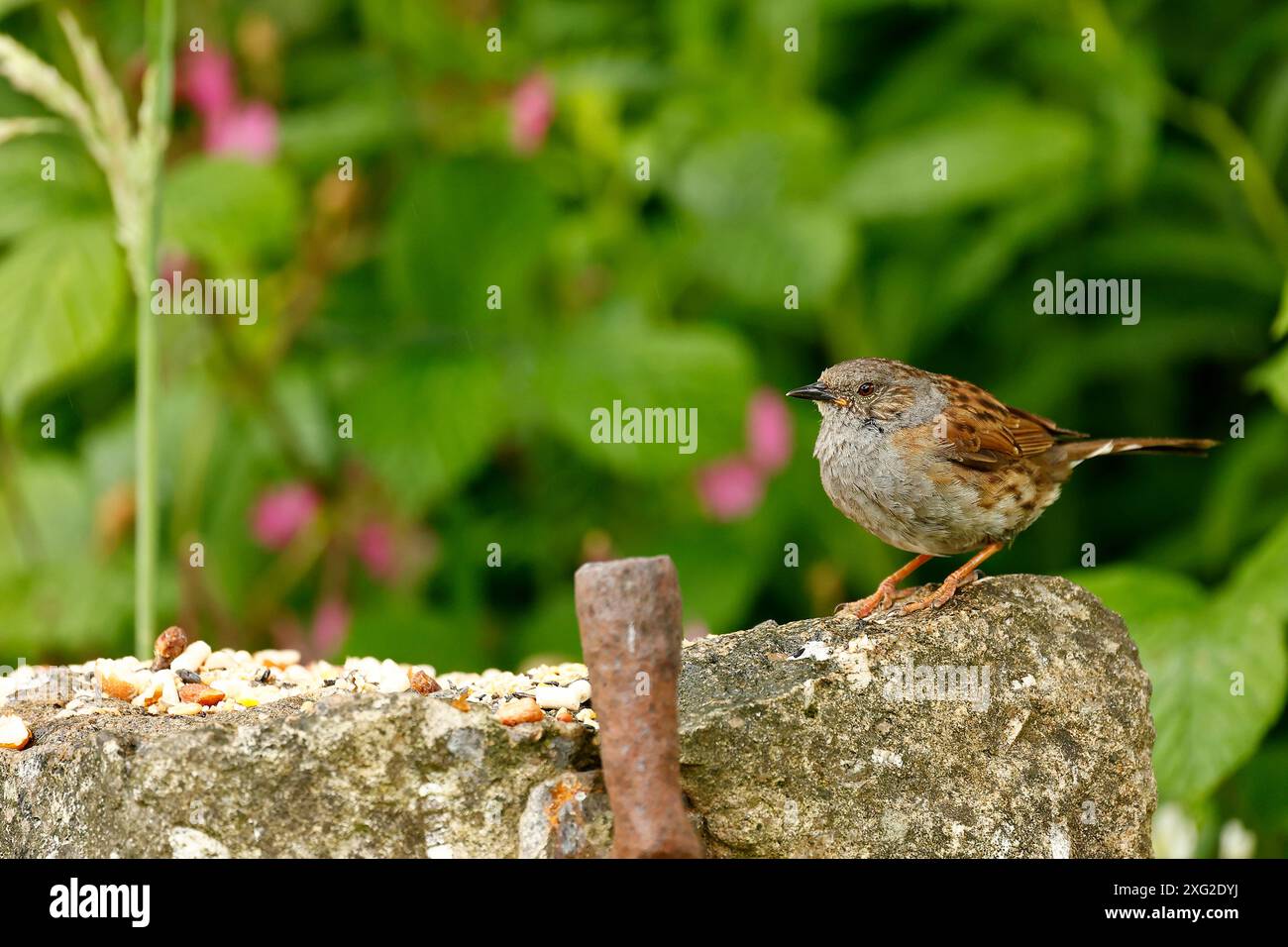 Cute little dunnock hi-res stock photography and images - Alamy