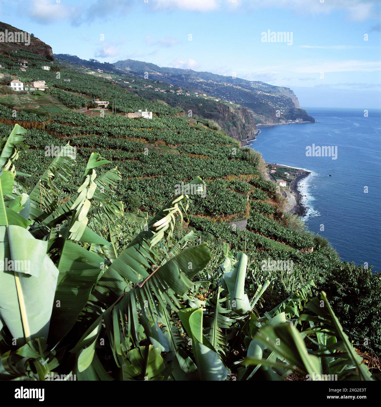 Banana trees plantation. Punta do Sol, Madeira Island, Portugal Stock ...