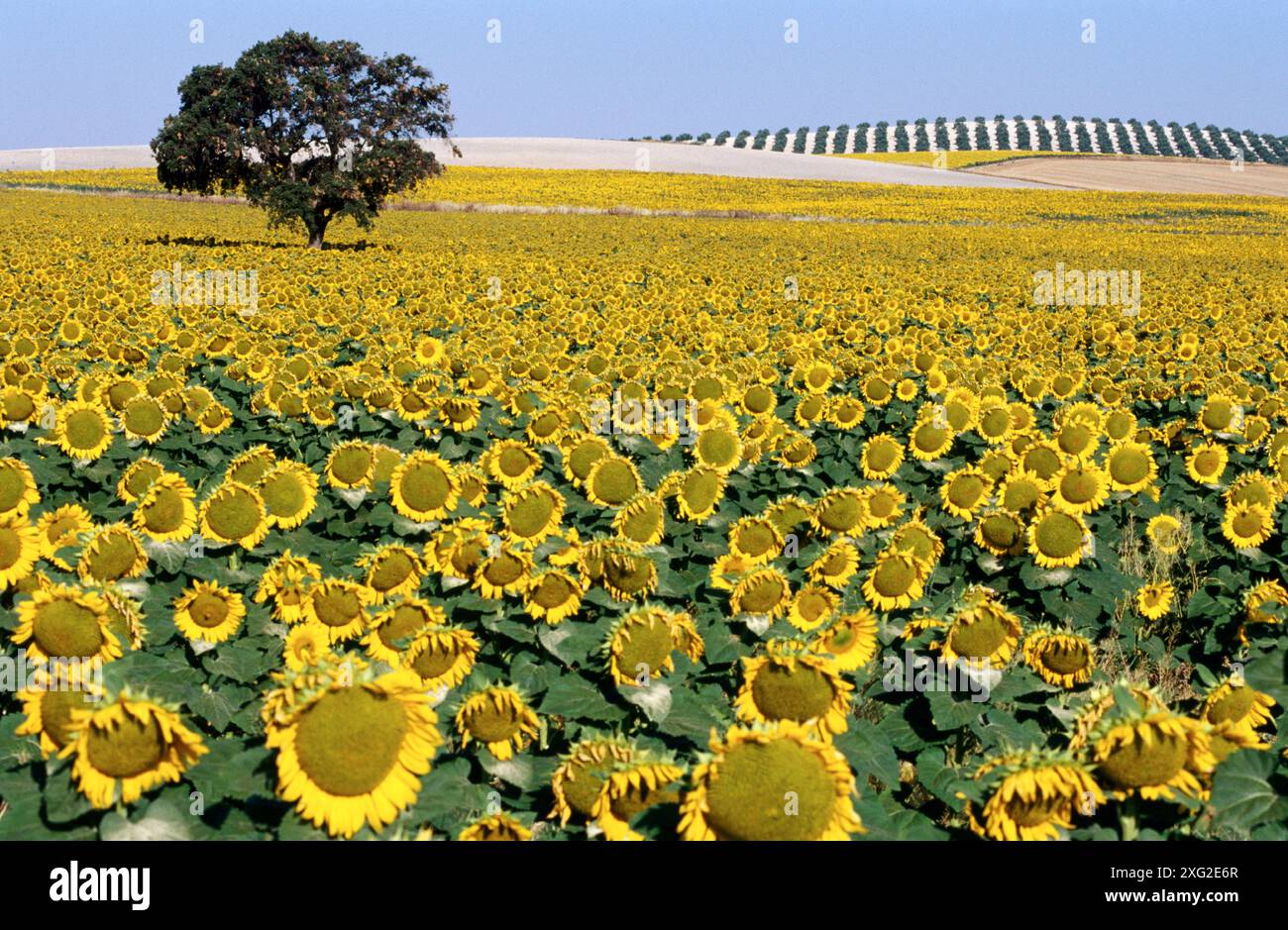 Spain europe andalucia sunflowers fields hi-res stock photography and ...