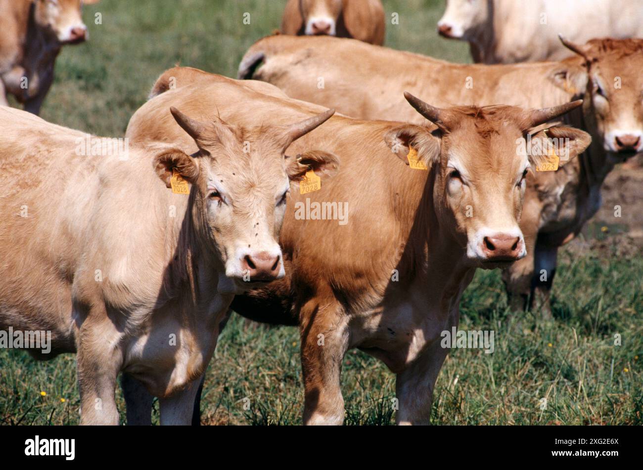 Cattle. Navarre. Spain Stock Photo - Alamy