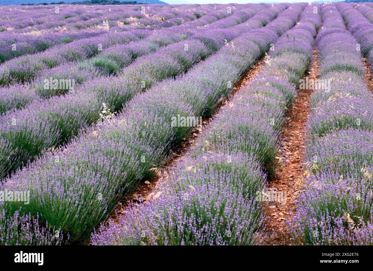 Lavender growing spain hi-res stock photography and images - Alamy