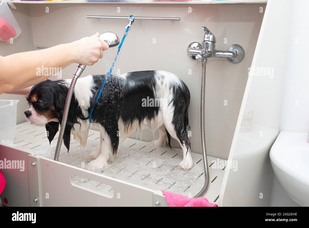 Funny portrait of Cavalier King Charles spaniel dog taking shower with ...