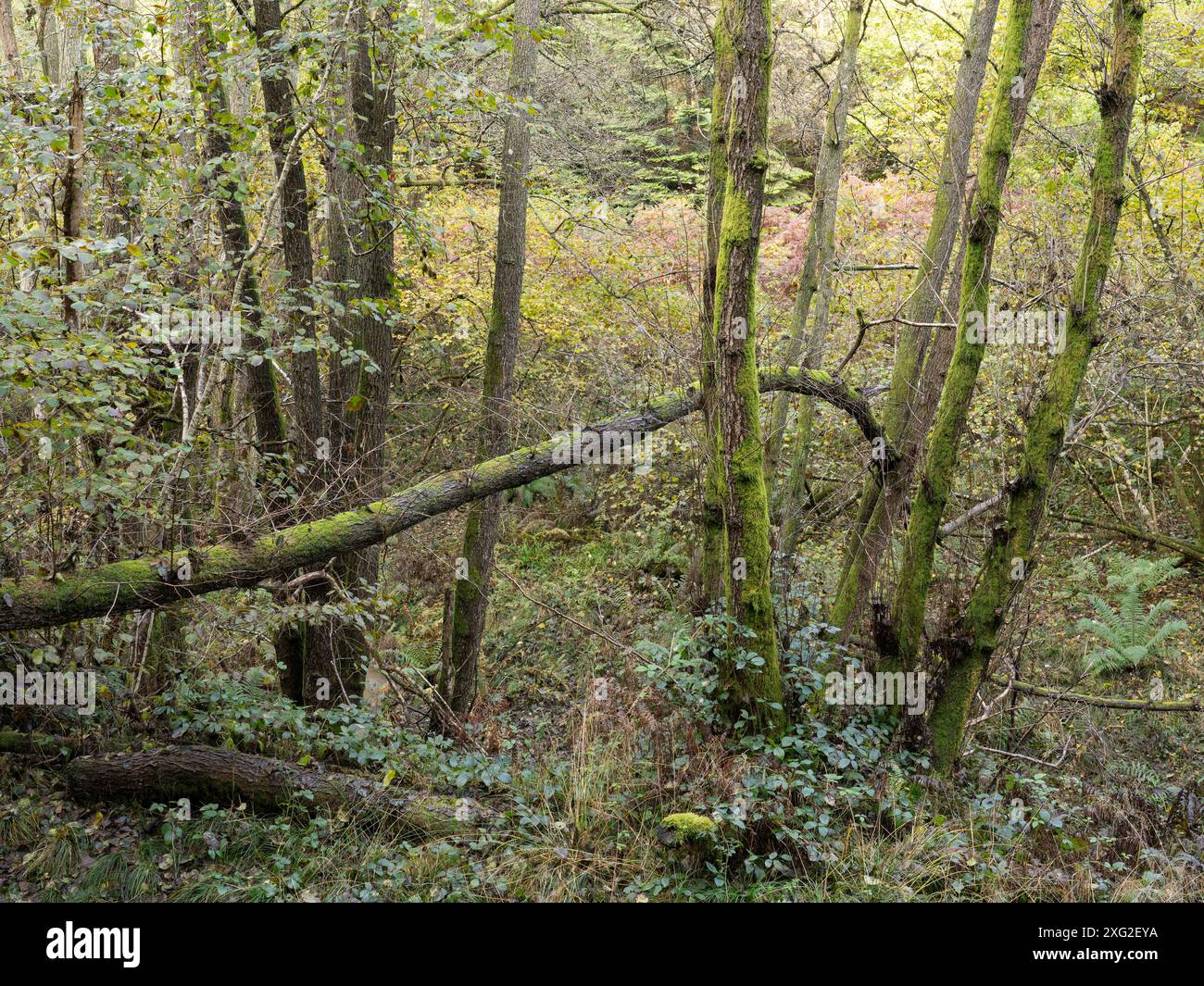 Mixed woodland at Mortimer Forest, Ludlow, Shropshire, UK Stock Photo ...