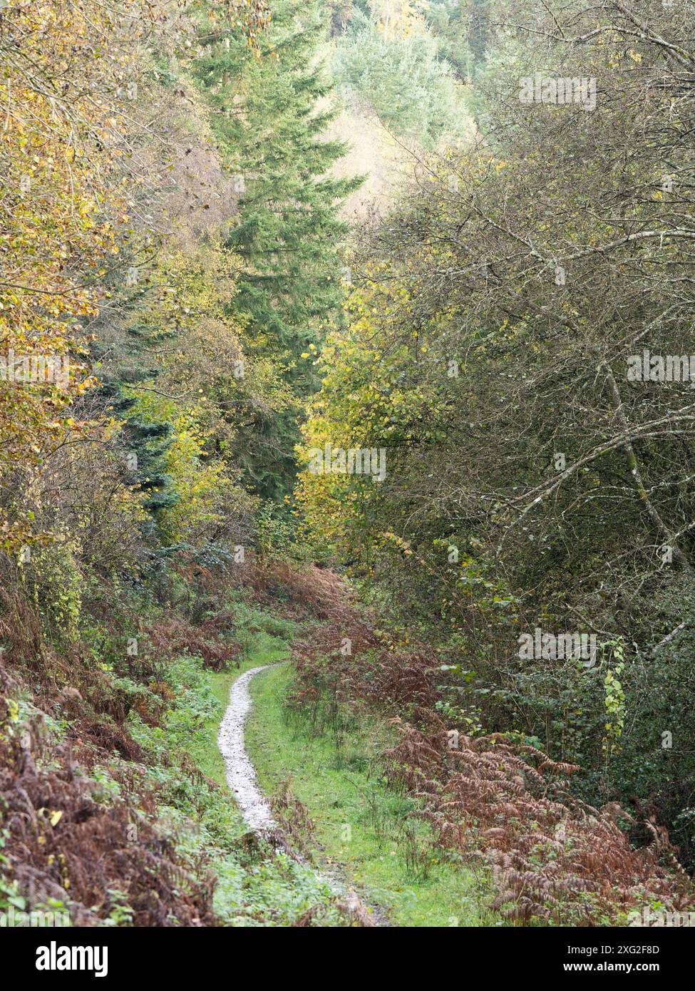 Mixed woodland at Mortimer Forest, Ludlow, Shropshire, UK Stock Photo ...