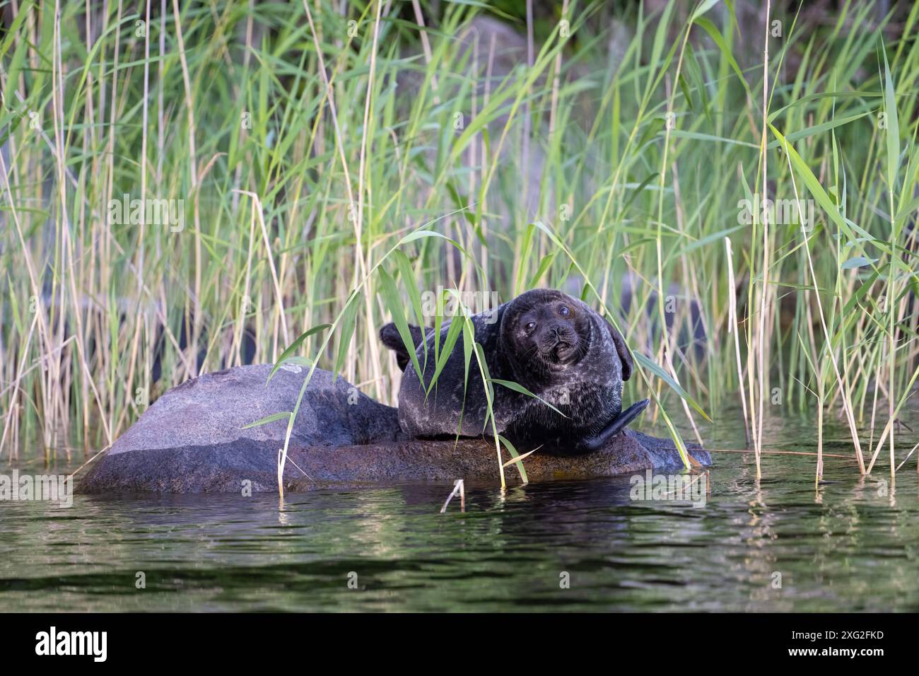 Saimaa Ringed Seal, Pusa hispida saimensis, rarest seals in the world ...