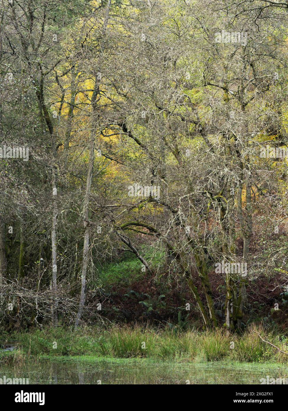 Mixed woodland at Mortimer Forest, Ludlow, Shropshire, UK Stock Photo ...