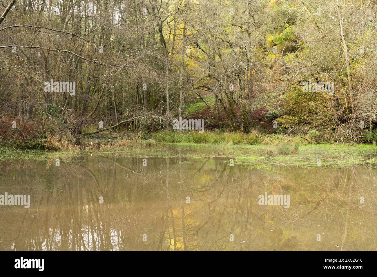 Mixed woodland at Mortimer Forest, Ludlow, Shropshire, UK Stock Photo ...