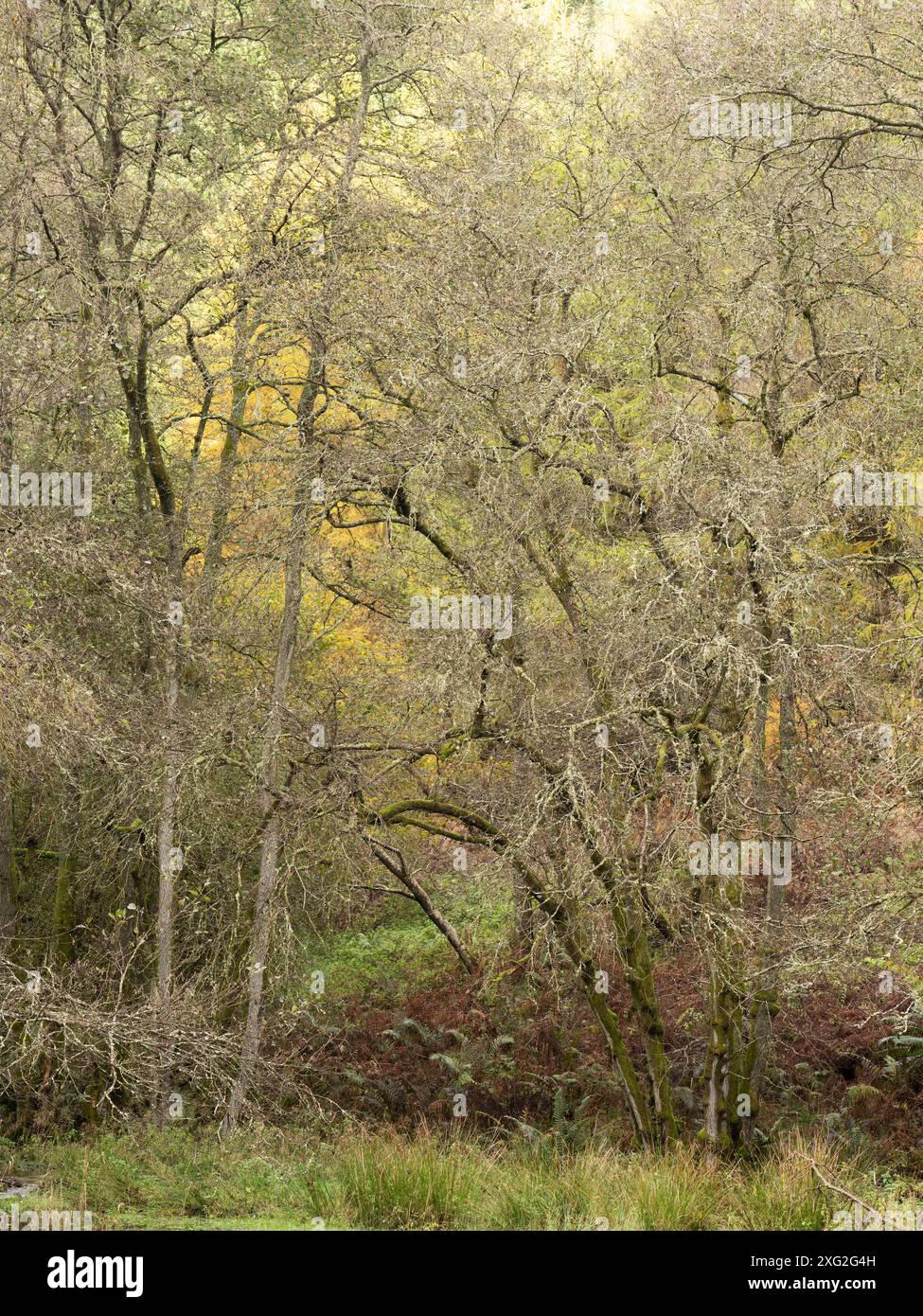 Mixed woodland at Mortimer Forest, Ludlow, Shropshire, UK Stock Photo ...