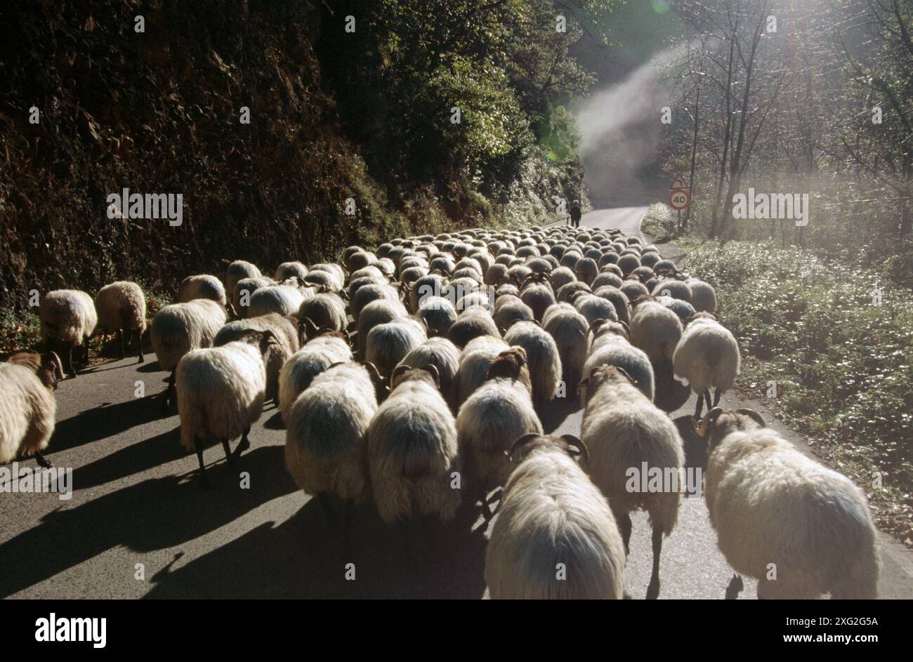 Rear view flock sheep walking hi-res stock photography and images - Alamy