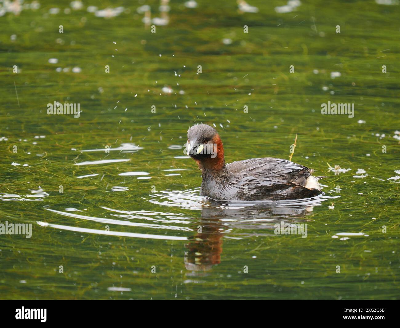 Adult little grebe on a local lake where they have successfully fledged ...