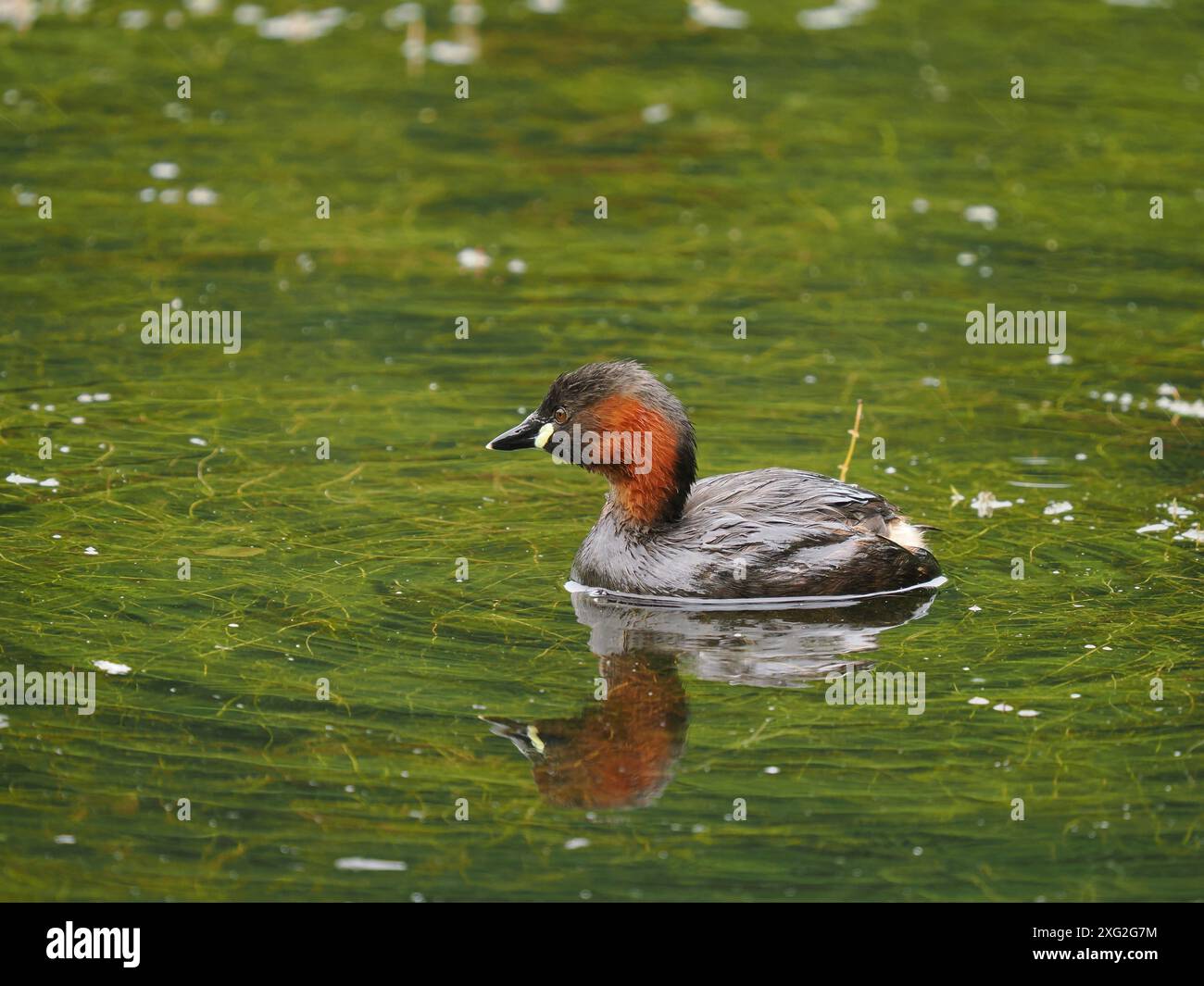 Adult little grebe on a local lake where they have successfully fledged ...