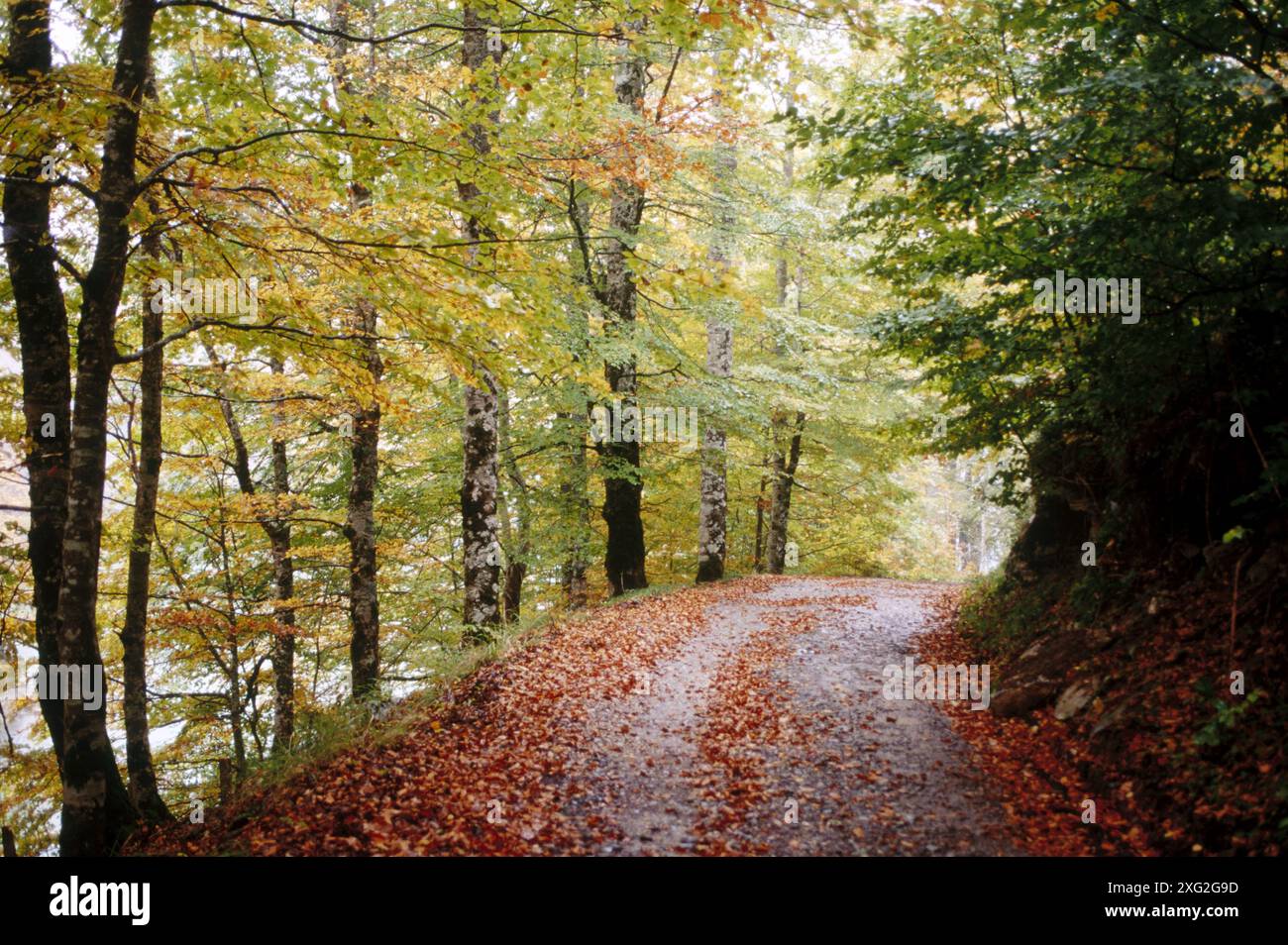 Road, Irabia reservoir, Irati Forest, Navarre, Spain Stock Photo - Alamy