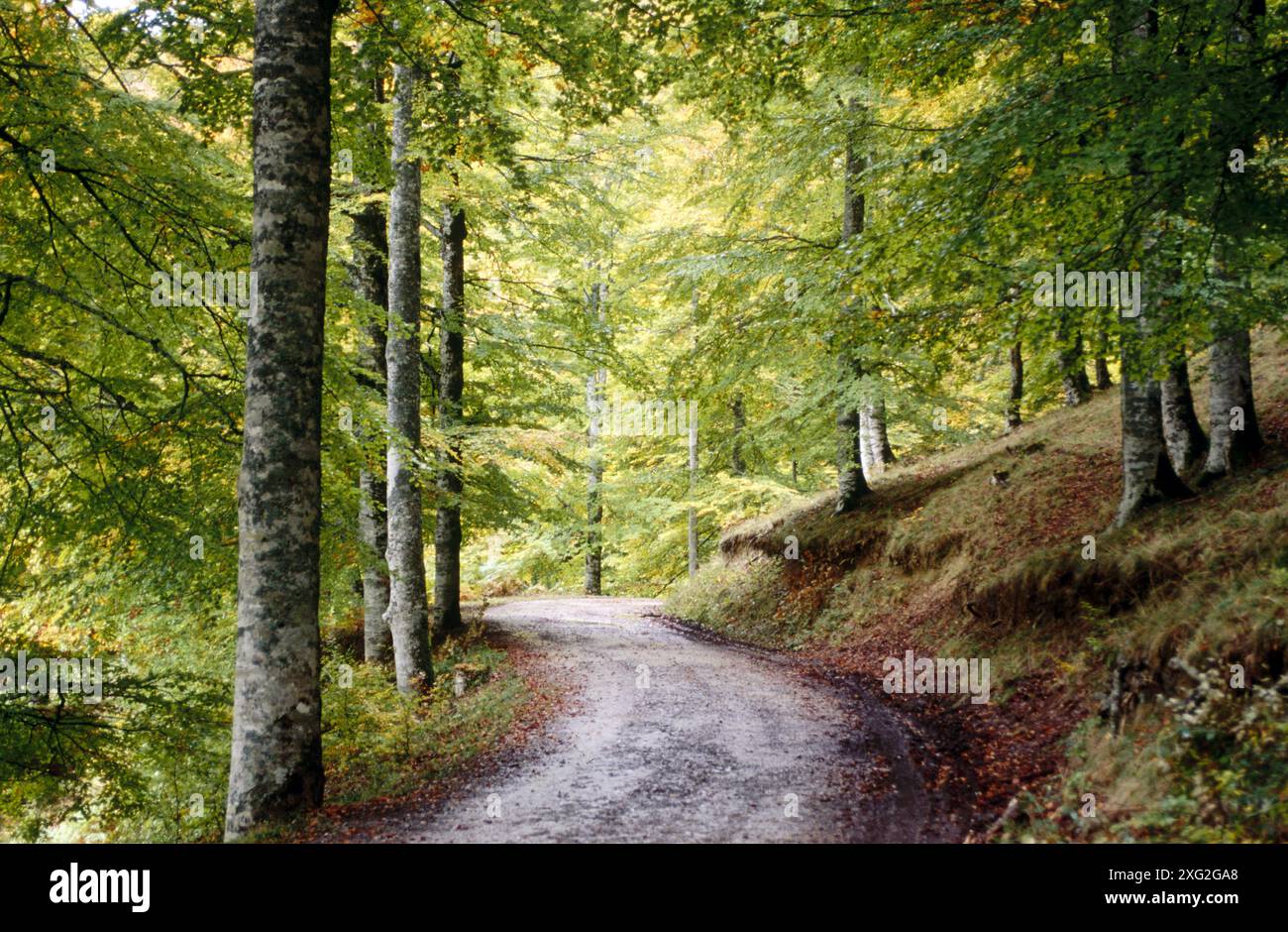 Road, Irabia reservoir, Irati Forest, Navarre, Spain Stock Photo - Alamy