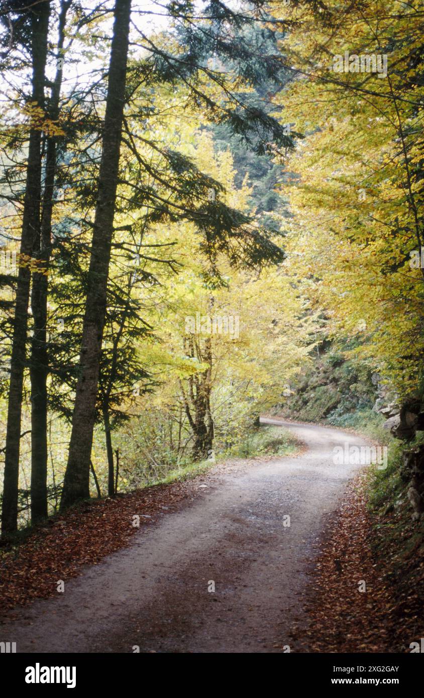 Road, Irabia reservoir, Irati Forest, Navarre, Spain Stock Photo - Alamy