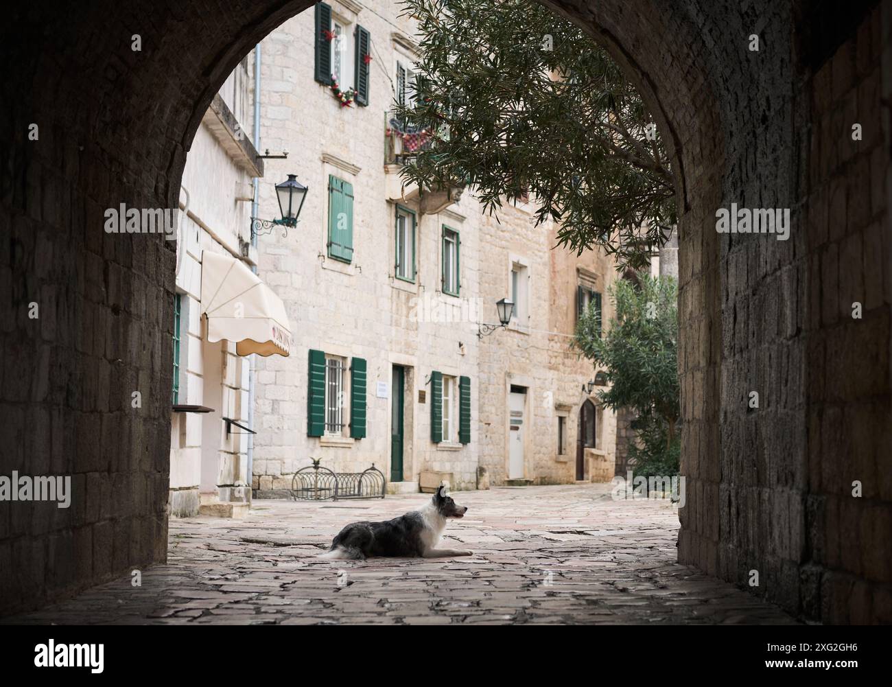 A Border Collie dog relaxes on the cobblestone path of a historic ...